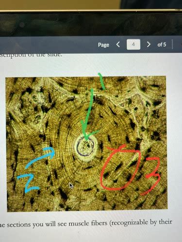 Histology 162 Holy Cross Flashcards Quizlet