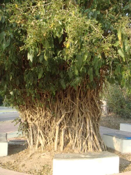 Mangrove Tree Pictures Information On Mangrove Trees
