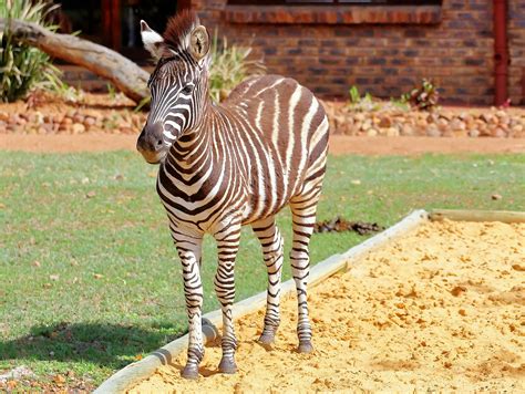 7 Javascript Powerful Optimization Tricks You Need To Know By Rehan