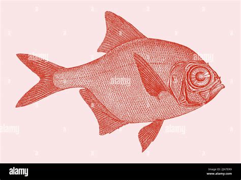 Beryx Stock Vector Images Alamy