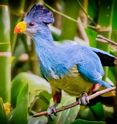 Kingfisher Feathers Libutron The Great Blue Turaco A Powerful Bird