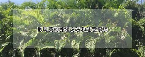 散尾葵的养殖方法和注意事项 散尾葵喜阴还是喜阳 养殖业 畜牧业资讯 畜牧 饲料 农百科 农百科