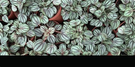Peperomia Piccolo Banda Care Guide Urbane Eight Urbane Eight Inc
