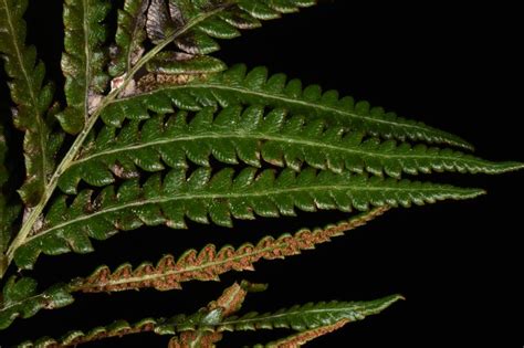 Flora Of New Zealand Gallery Profile Cyclosorus Interruptus