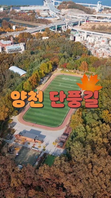 양천구청 나무와 자연이 주는 즐거움 양천구 단풍길🍁🍂 Shorts 가을 단풍명소 Autumn 양천 단풍길 10선
