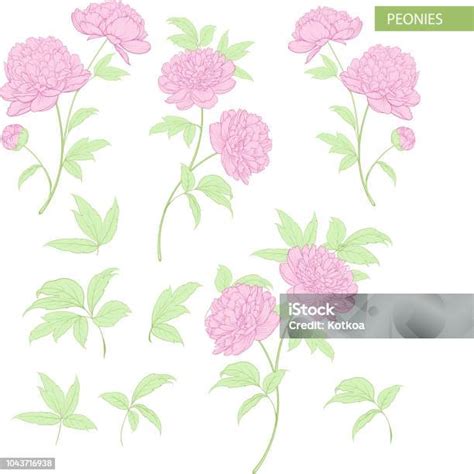 작 약 꽃 요소의 집합입니다 식물 그림입니다 흰색 바탕에 모란의 컬렉션입니다 계절에 대한 스톡 벡터 아트 및 기타 이미지 계절 구도 국화 Istock