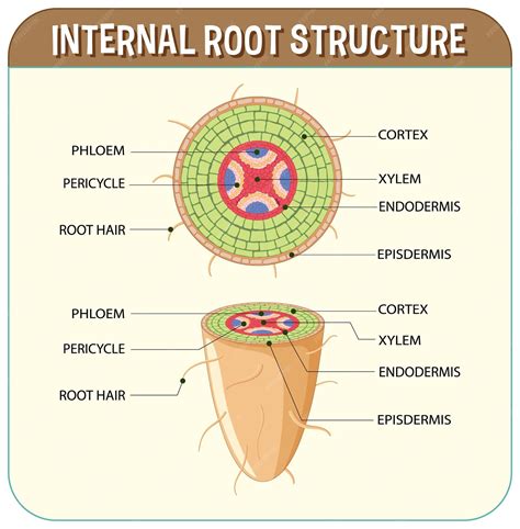 Premium Vector Internal Structure Of Root Diagram