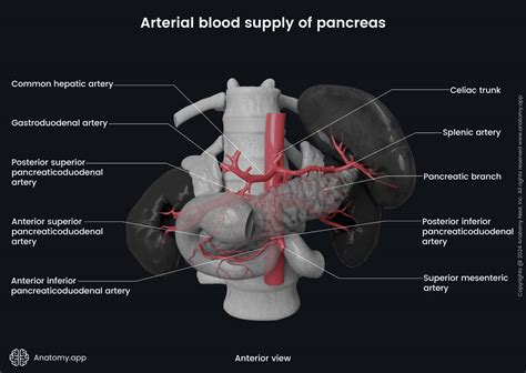 Splenic Artery Anatomyapp