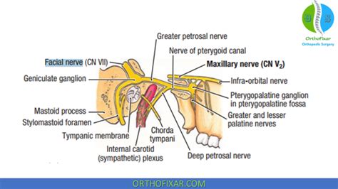 Facial Nerve Anatomy Cn Vii