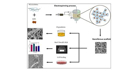 Electrospun Nanofibrous Scaffolds Of Polycaprolactonegelatin Reinforced With Layered Double
