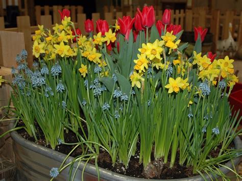 Nows The Time To Force A Few Spring Flowering Bulbs