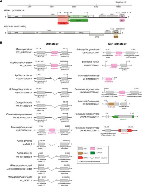 A Schematic Diagram Models Representing The Evolutionary History Of The