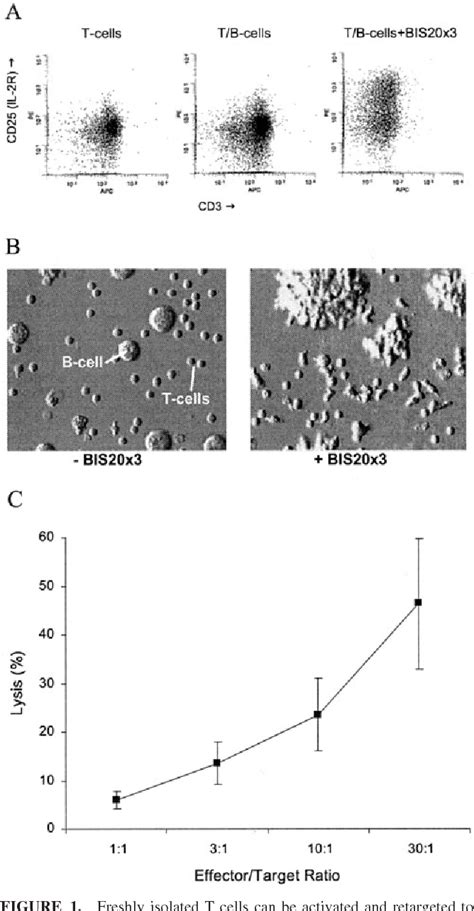 Figure 1 From The Role Of B Cell Mediated T Cell Costimulation In The Efficacy Of The T Cell
