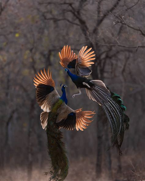 What Is A Wildlife Photographer