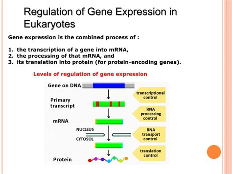 Lecture Notes GENE REGULATION IN EUKARYOTES Pdf