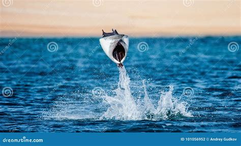 Mobula Ray Jumping Out Of The Water Mobula Munkiana Known As The