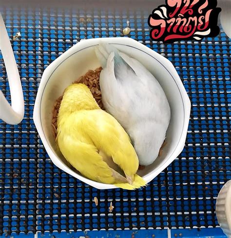 รั ตังค์เต็ม เบิร์ด คอนซูเมอร์ By ตังค์เต็มฟาร์มบ้านฟอพัส