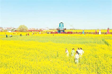绿色高效 油菜产业农旅结合助力乡村振兴