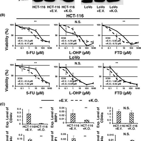 Overexpression Of Khdrbs3 In Crc Cell Lines A Western Blotting Download Scientific Diagram