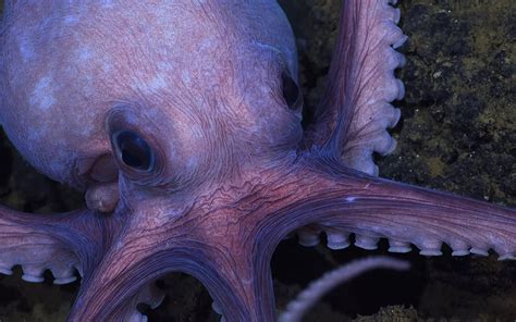 What New Research And Indigenous Wisdom Teach Us About The Octopus—and