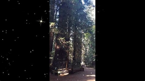 은주채널미국여행39편헨리코웰 레드우드주립공원 Youtube