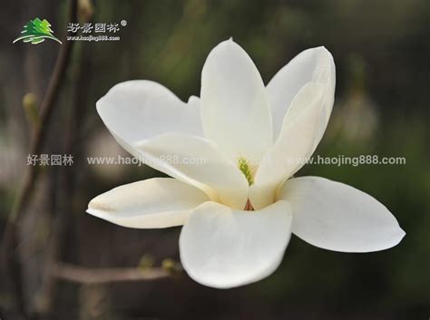 白玉兰有什么园林用途 苗木常见问题 好景园林 苗木绿化 苗木供应 绿化苗木供应商