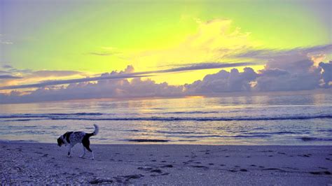 Virgin Post Dragon Ballistic