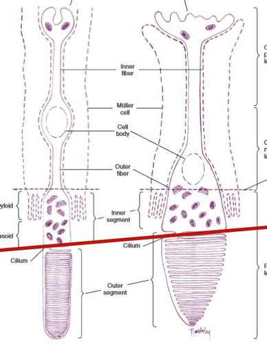 Retinal Anatomy Physiology Flashcards Quizlet