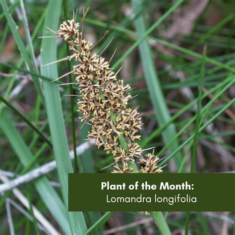 Plant Of The Month Lomandra Lonolia Hunter Region Landcare Network