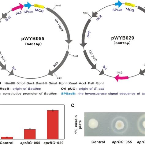 Genetic Maps Of Two E Coli B Subtilis Shuttle Expression Vectors And