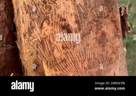 Here Spruce Wood Infested By Bark Beetles Stock Videos Footage HD And 4K Video Clips Alamy