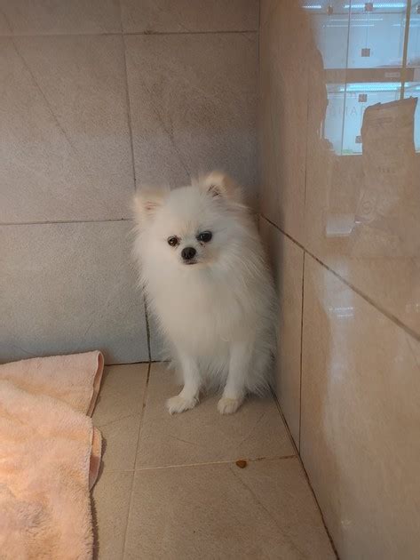 일산 2021 0135 포메라니안 두부 책임분양 강아지무료분양 고양이무료분양 도그마루 보호소 유기견 강아지입양 유기견입양 고양이입양 유기견무료분양 유기묘보호소