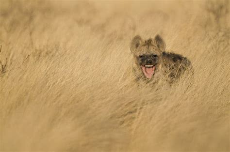 Do Hyena Really Laugh Hyena Laughing Sounds Included