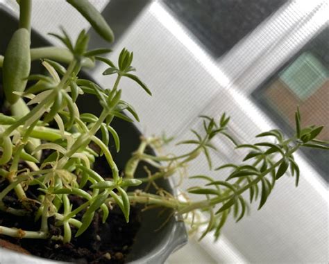 How Do I Cure Sedum Lineare Root Rot