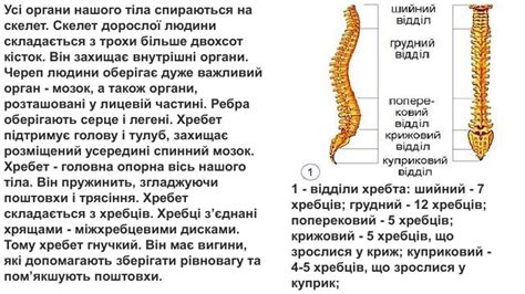 Презентація Опорна вісь нашого тіла