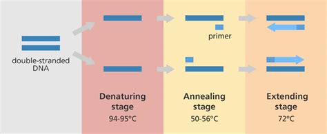 The Pcr Process Gmi Trusted Laboratory Solutions