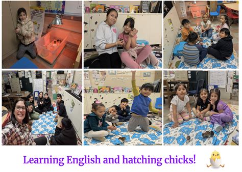 Eld Class Hatching Chicks Post Details