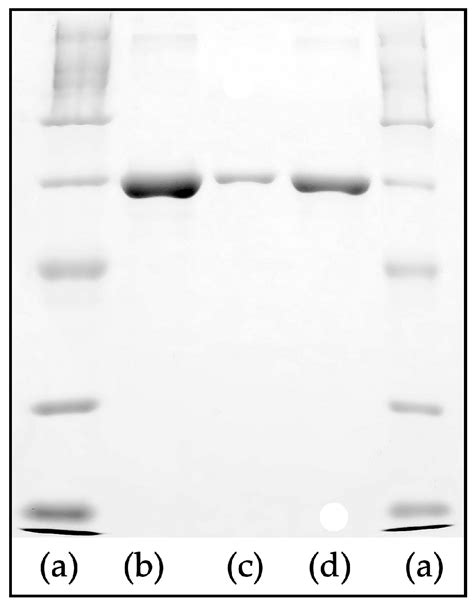 Cyclodextrin Polypyrrole Coatings Of Scaffolds For Tissue Engineering