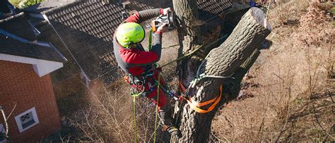 Safety Meeting Tree Trimming Safe At Work California