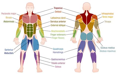 How Many Exercises Per Workout [ Per Muscle Group] Do You Need To Do
