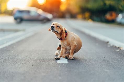 What Is Pyoderma In Dogs Petguide