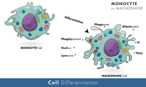 Phagocyte Illustrations Royalty Free Vector Graphics And Clip Art Istock