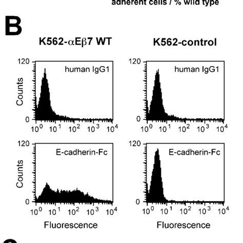 Analysis Of The E Cadherin Binding Capacity Of Mutant E 7 Integrins A