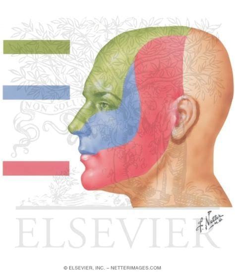 Trigeminal Nerve Netter