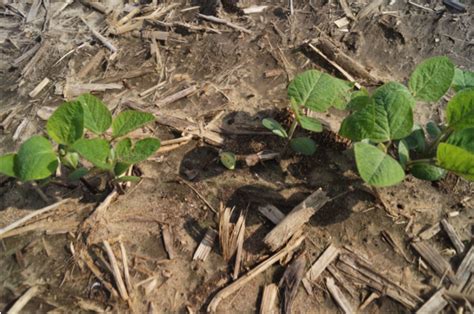 Pythium Seed And Root Rot Osu Soybean Diseases