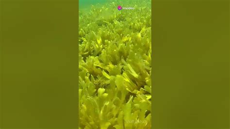 Unlocking The Power Of Mixotrophy Ecofriendly Biomassenergy Cleanenergy Youtube