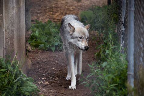 走在绿草的大灰狼高清图片下载 正版图片505080235 摄图网