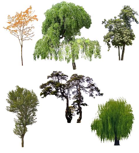 Картинки деревья на прозрачном фоне Деревья Картинки Png Галерейка Пейзажи Дерево