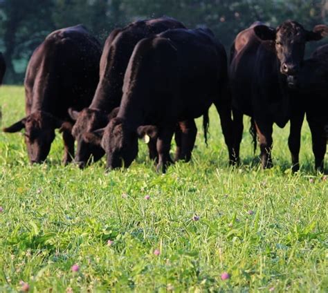 Grass Fed Angus Beef Showalters Country Meats