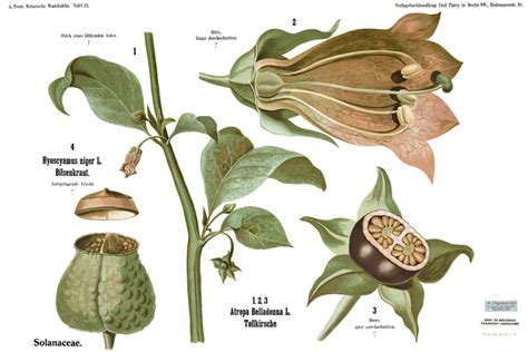 Картофель формула цветка и тип плода - фото